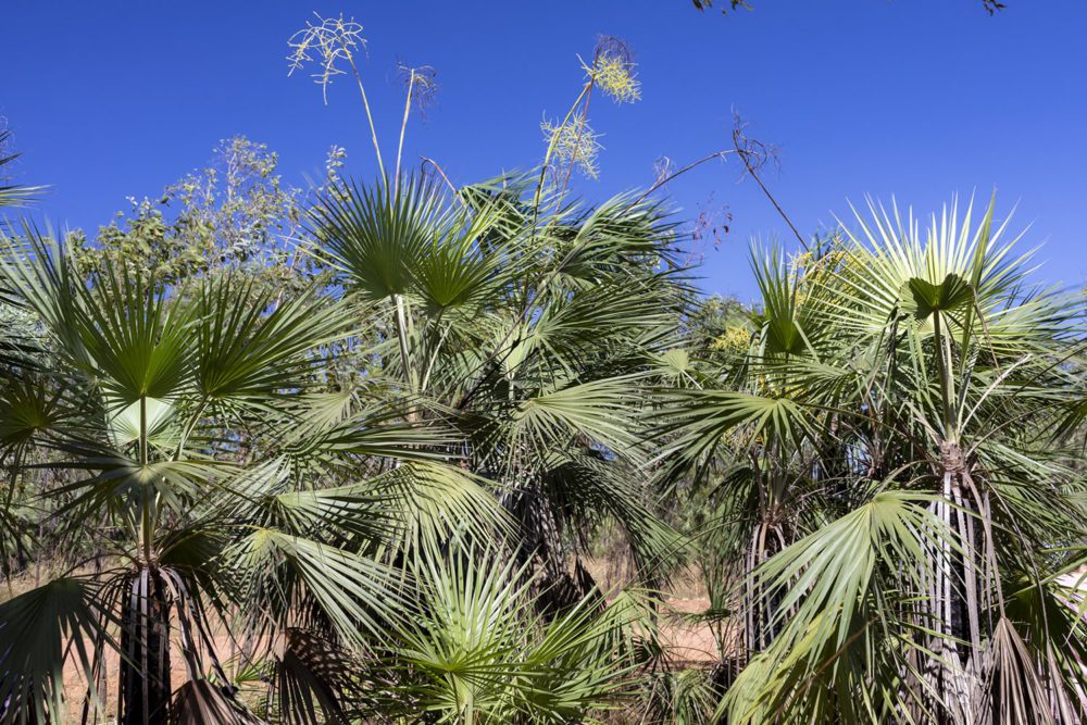 Regina Pilawuk Wilson